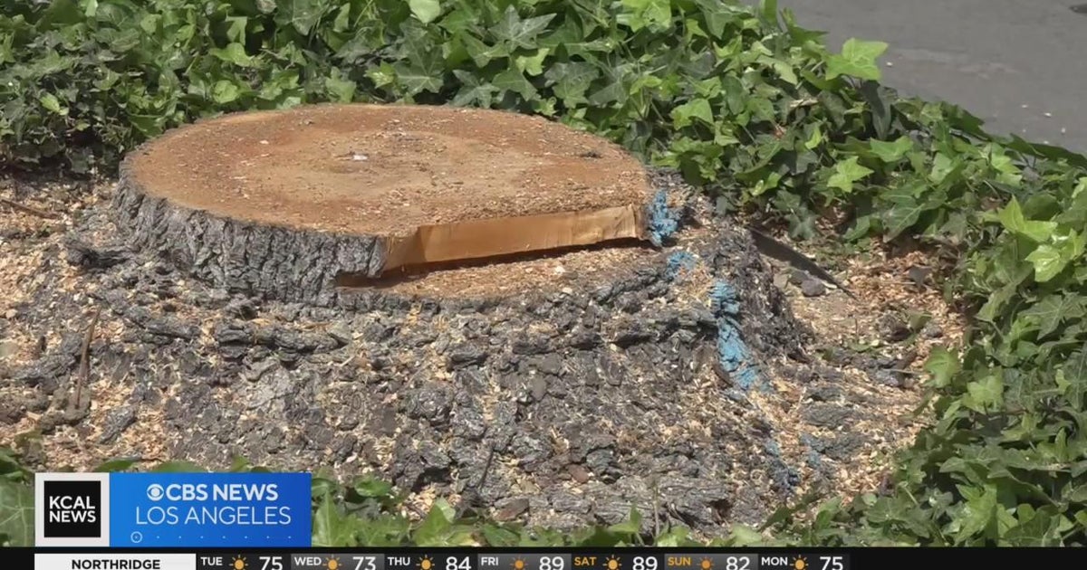 Neighbors outraged as Torrance plans to remove 60 trees to save ...