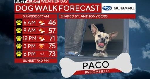 Paco joins Dog Walk Forecast - CBS Colorado
