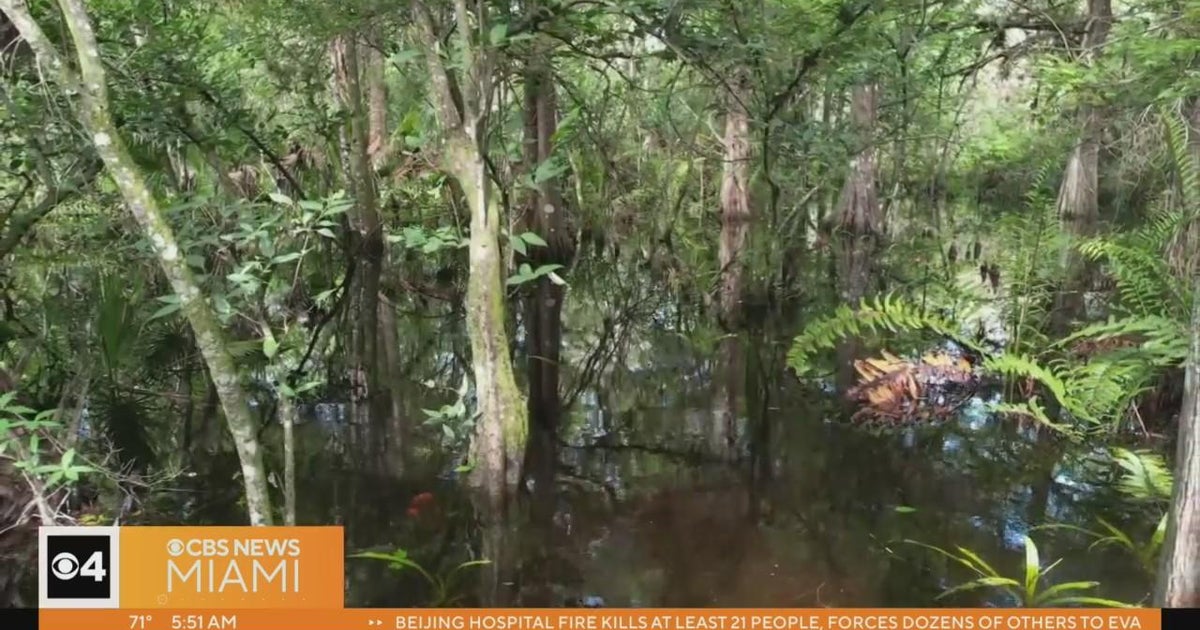 Eye On Earth: Enjoy nature's beauty at Fern Forest Nature Center - CBS ...