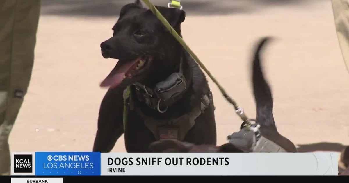Pest control crews employ the help of dogs to hunt influx of rats - CBS ...