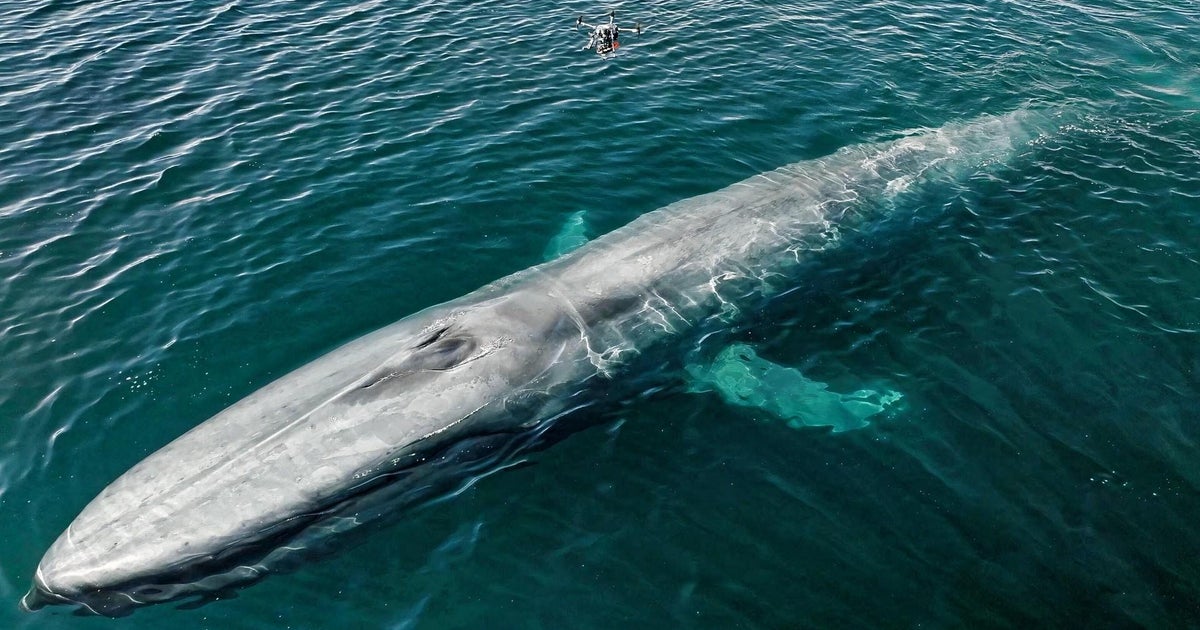Gloucester-based Ocean Alliance tags endangered whales using "SnotBot ...