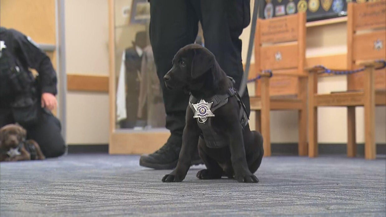 Meet Otis and Bear, Arapahoe County Sheriff's Office newest members of ...
