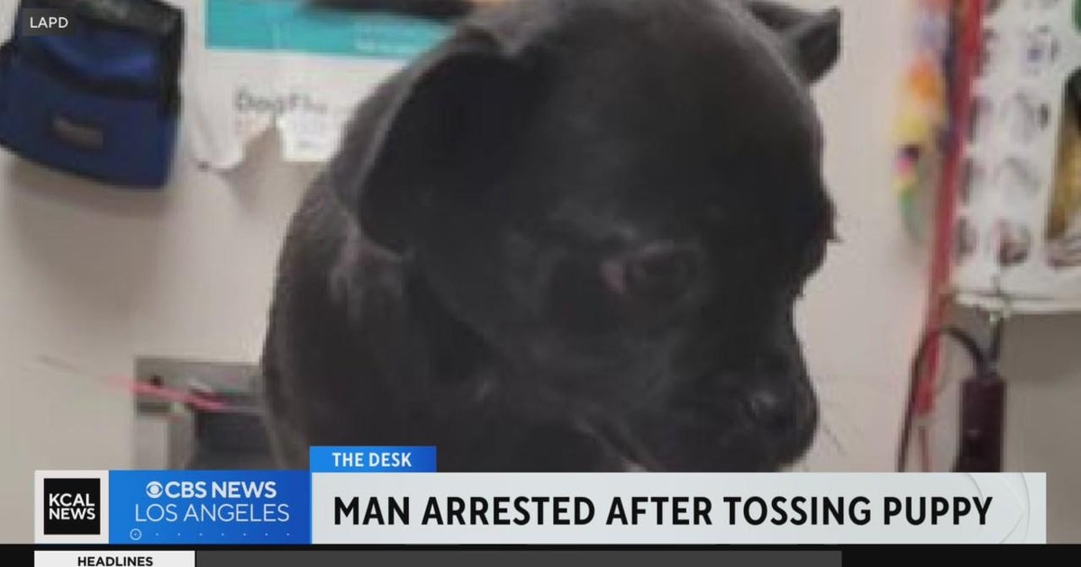Police arrest 25-year-old for tossing puppy in Tujunga wash - CBS Los ... Police arrest 25-year-old for tossing puppy in Tujunga wash - CBS Los ...