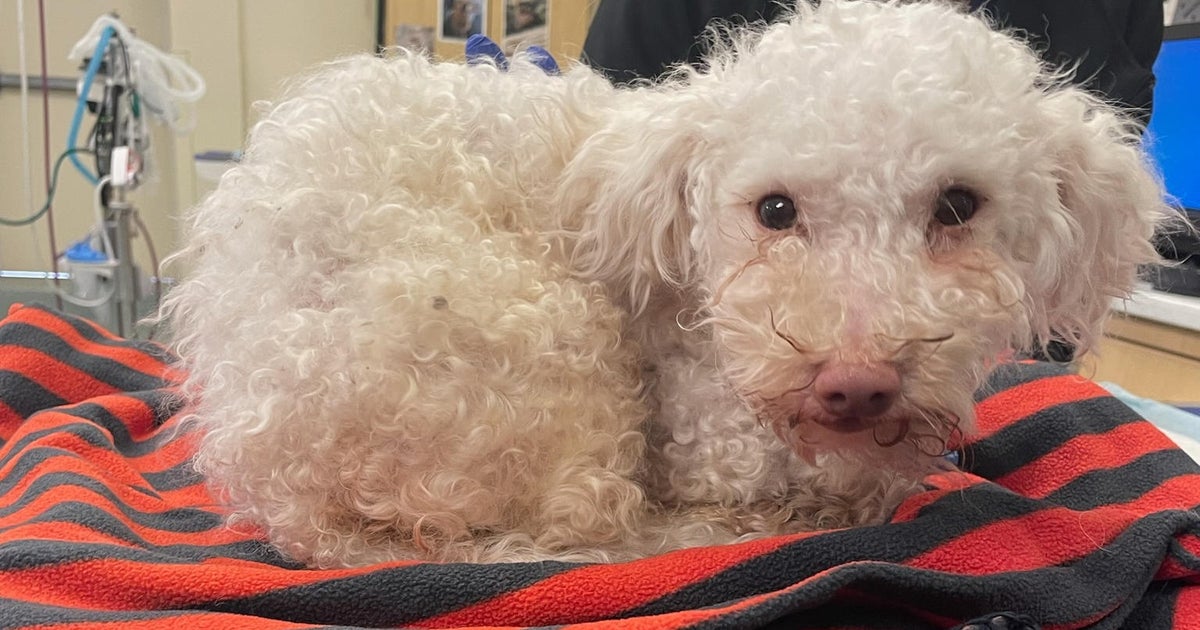 Poodle revived with Narcan after found in Kensington: PSPCA - CBS ...