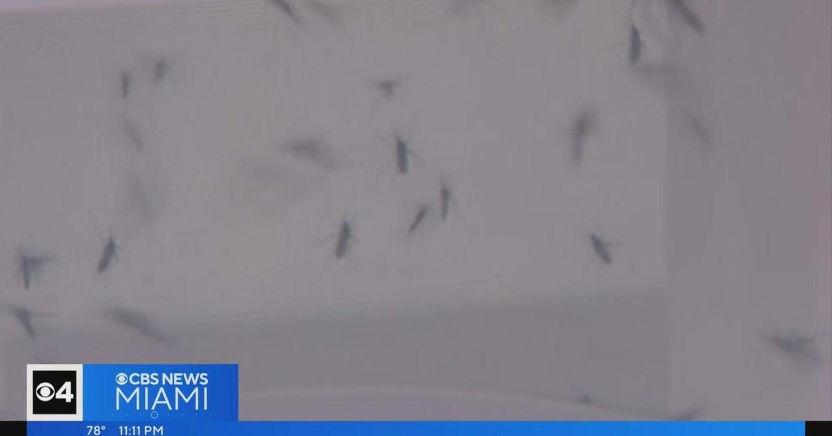 Scientists learn more about mosquito first spotted in South Florida in ...