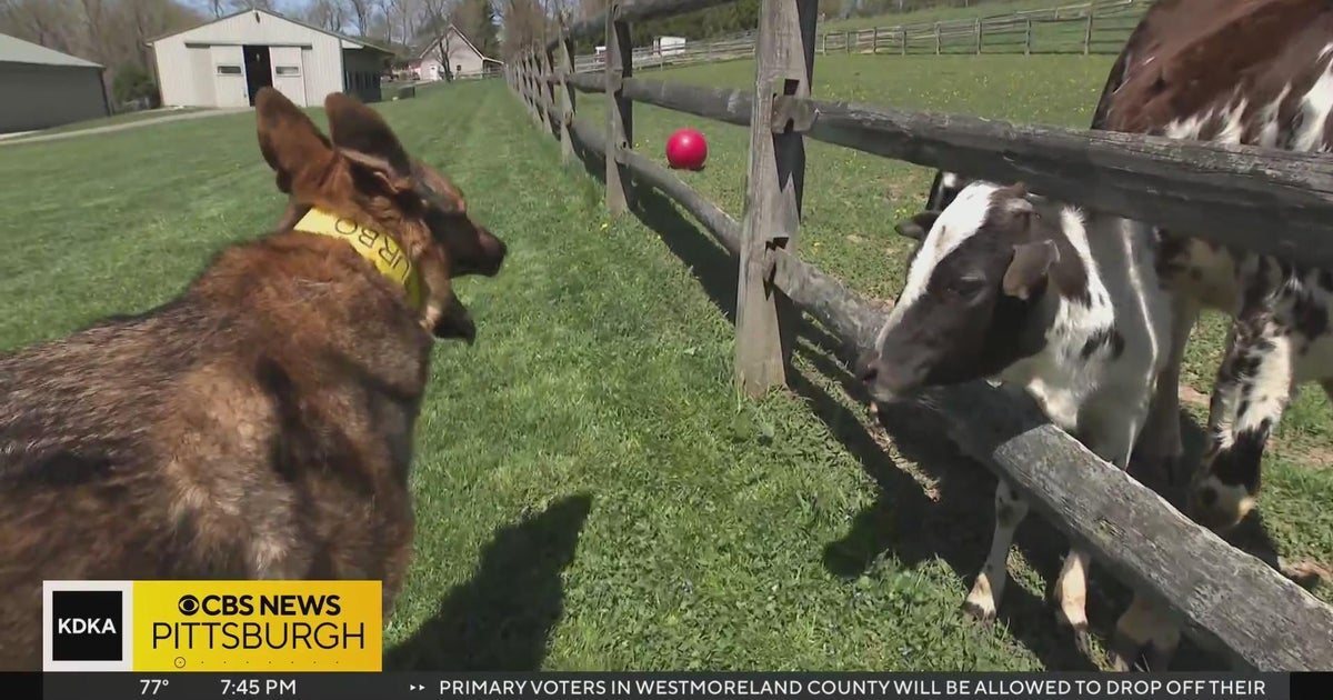 On A Positive Note: Paw and Order Dog Training help dogs get ready for ...