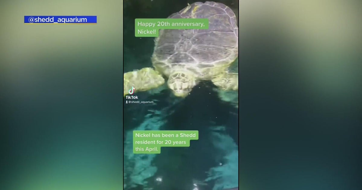 Shedd Aquarium celebrating Nickel's 20th anniversary - CBS Chicago