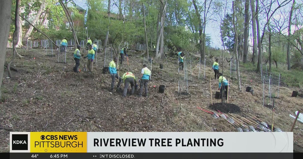 Volunteers gather to plant trees in Riverview Park - CBS Pittsburgh