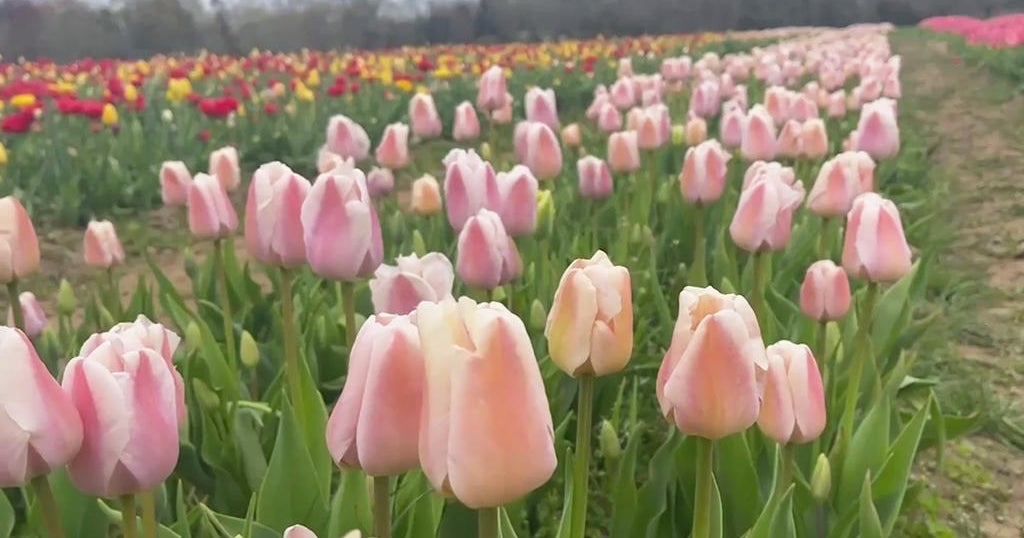 More than a million flowers blooming at Wicked Tulips - CBS Boston