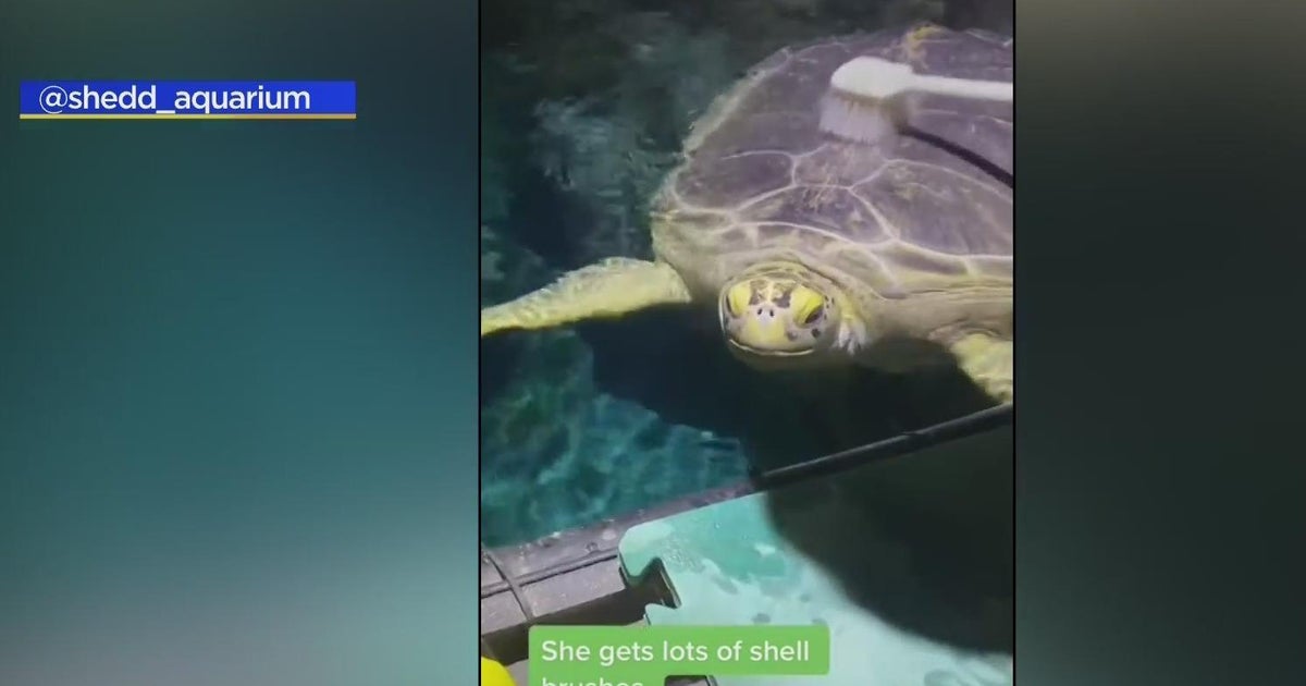 Happy birthday Shedd Aquarium's Nickel the sea turtle! - CBS Chicago