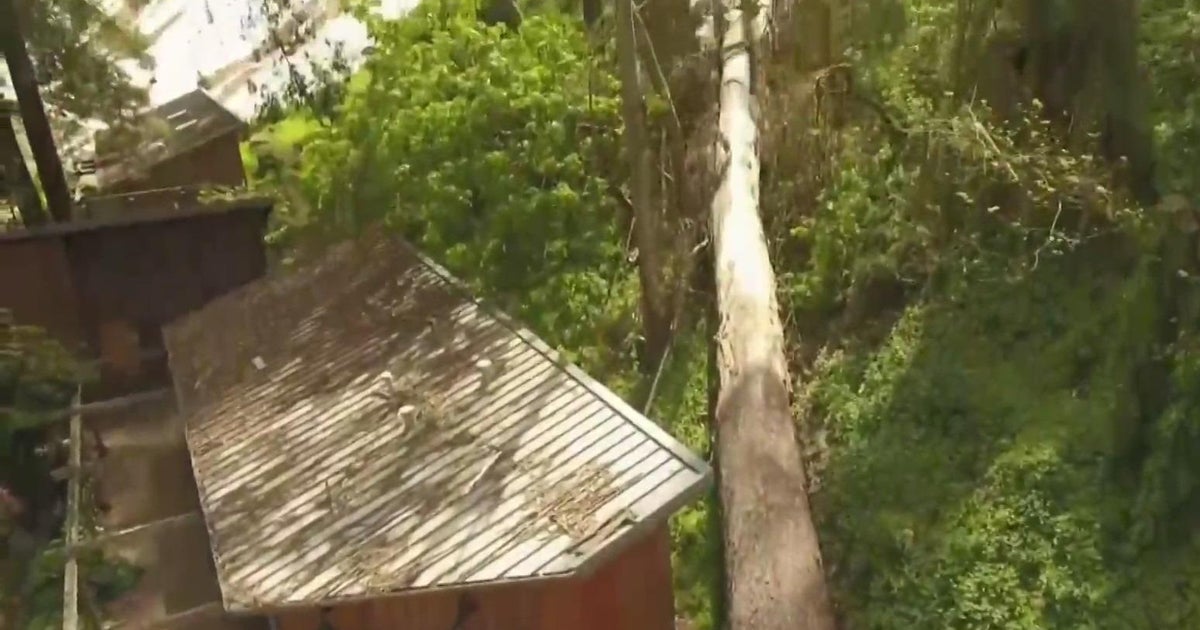 Crews prepping storm-damaged San Francisco Stern Grove for 86th annual ...
