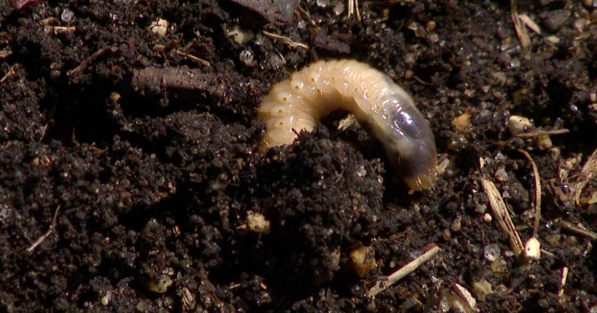 Our snowy winter made grub infestation worse than normal. Here's how to ...