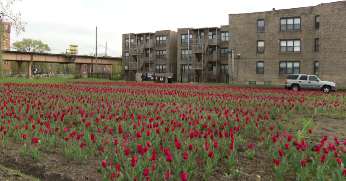 Redefining Redlining brings fields of tulips to vacant lots - CBS Chicago