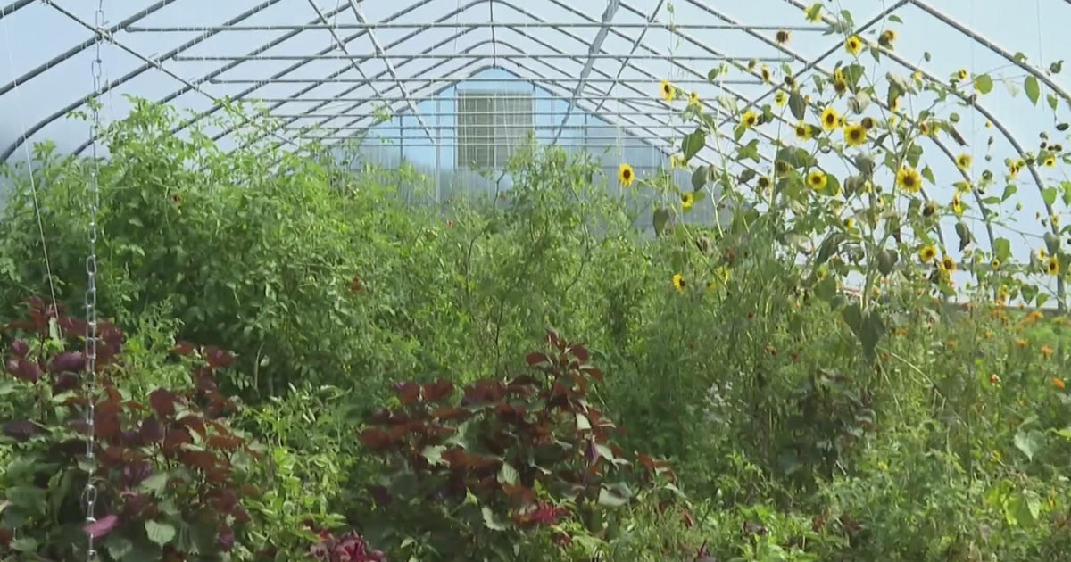 Black farmers, growers to lobby in Springfield - CBS Chicago
