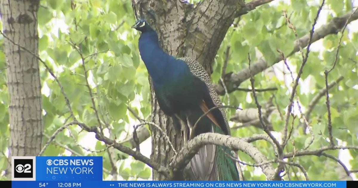 Peacock back at Bronx Zoo after big night out - CBS New York