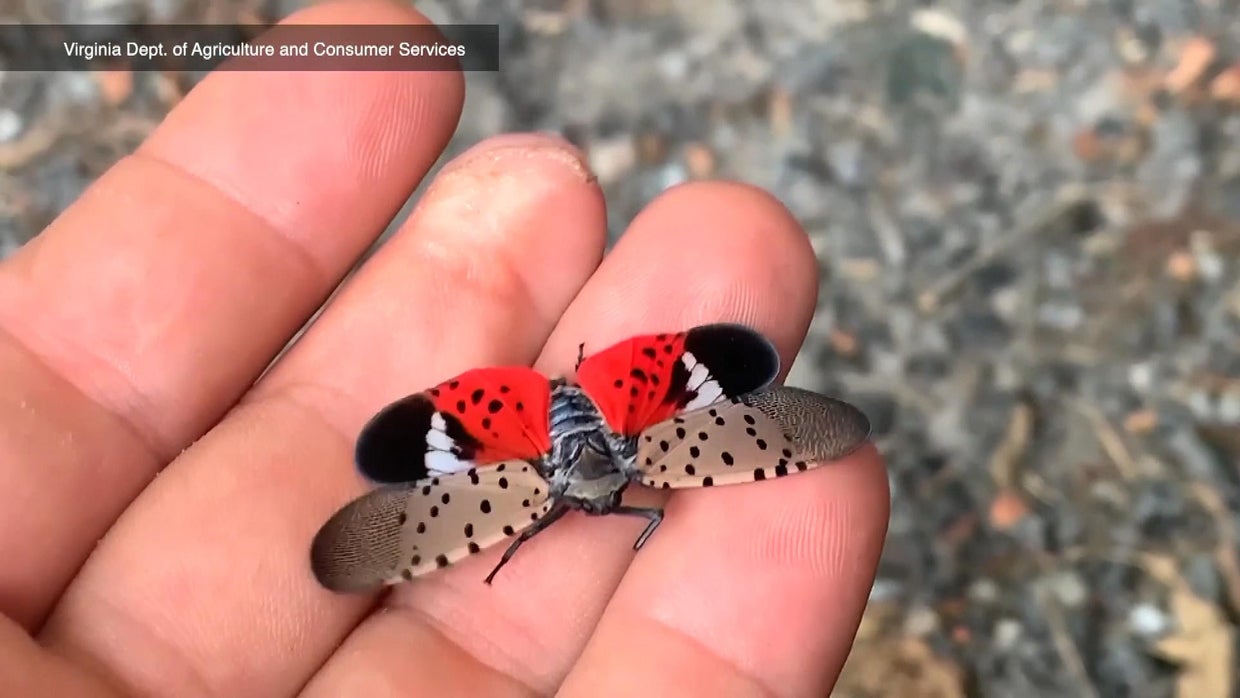 Spotted lanternflies have returned to the Delaware Valley - CBS ...