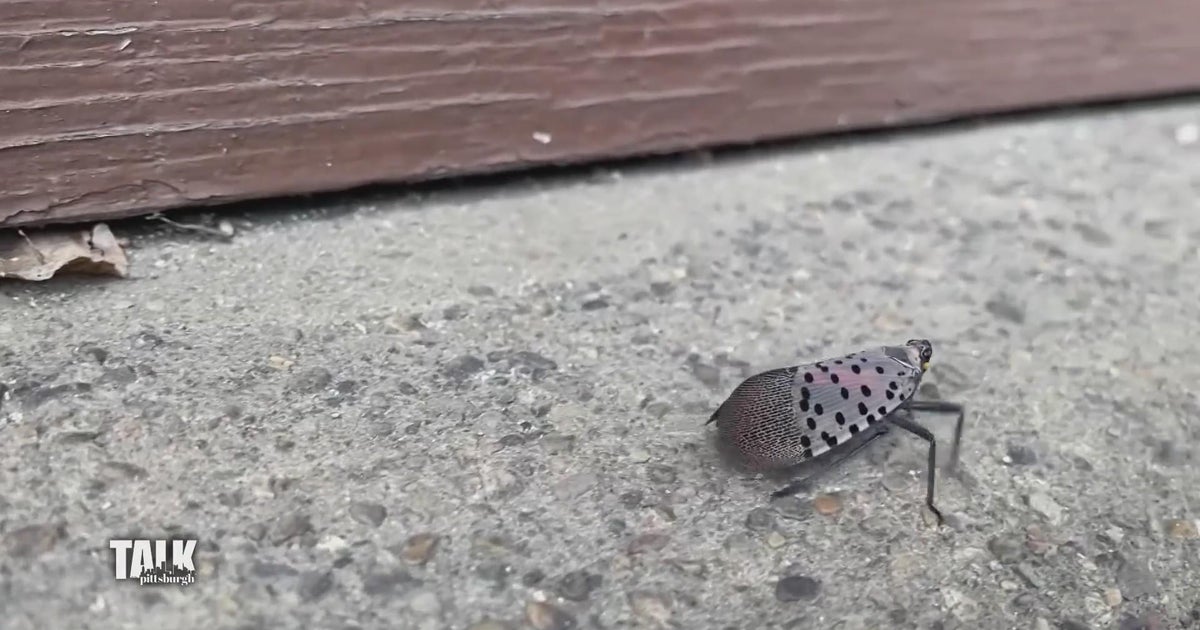 Let's smash some spotted lanternflies - CBS Pittsburgh