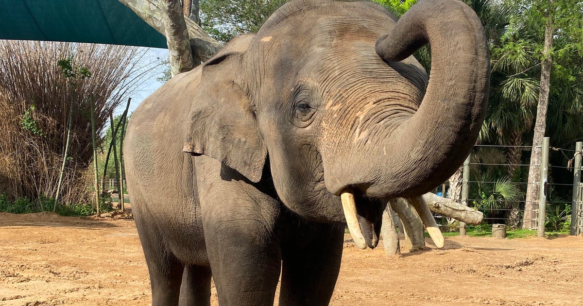 Denver Zoo welcomes in new Asian elephant "Duncan" to bachelor herd ...
