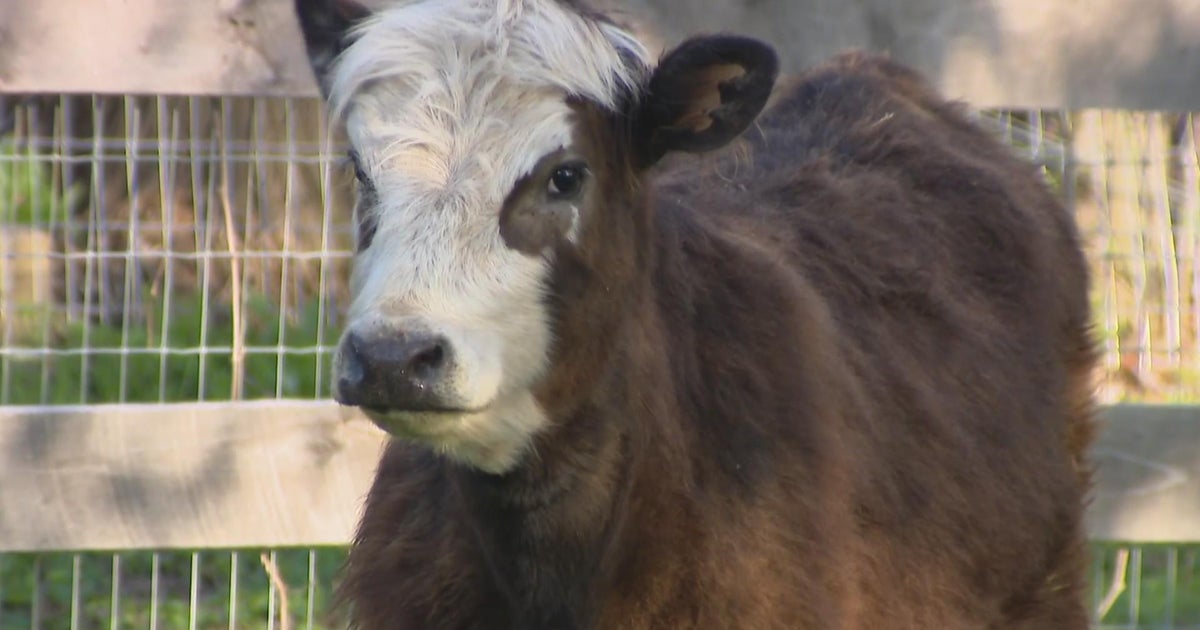 Cow taken to sanctuary after running along streets of Niles for six ...