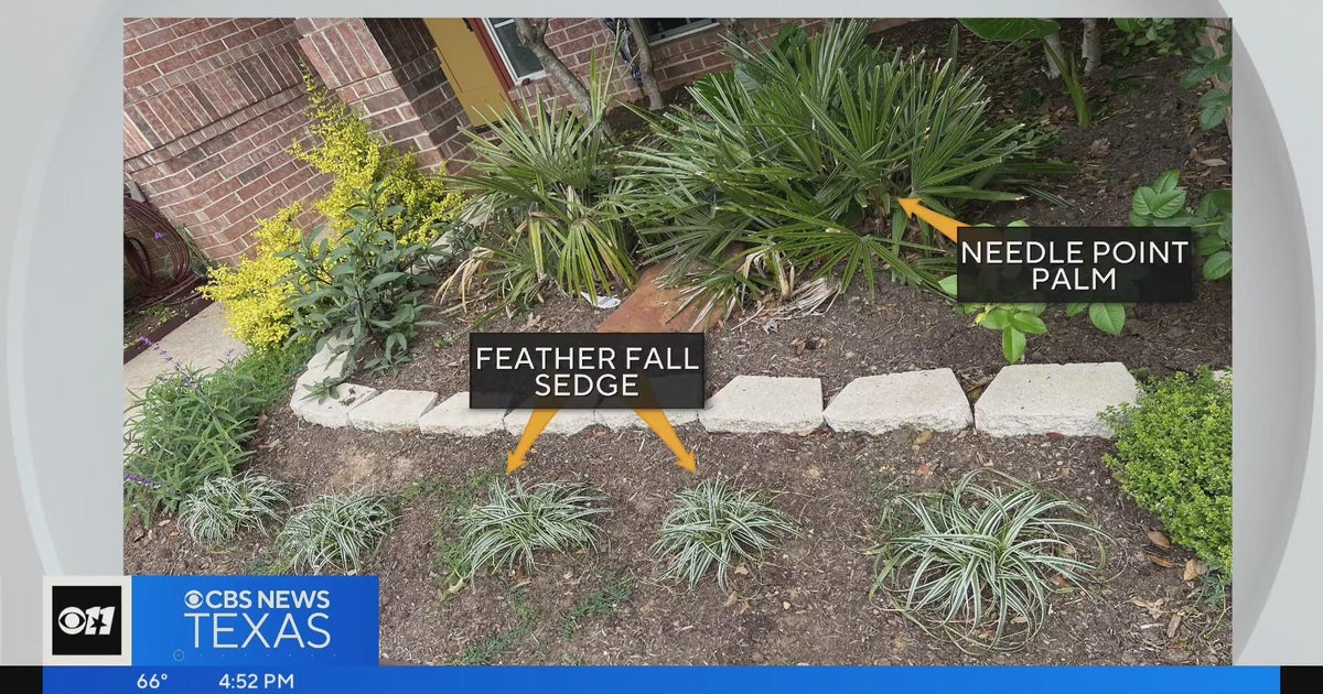 Gardening 101: Landscape Design - CBS Texas