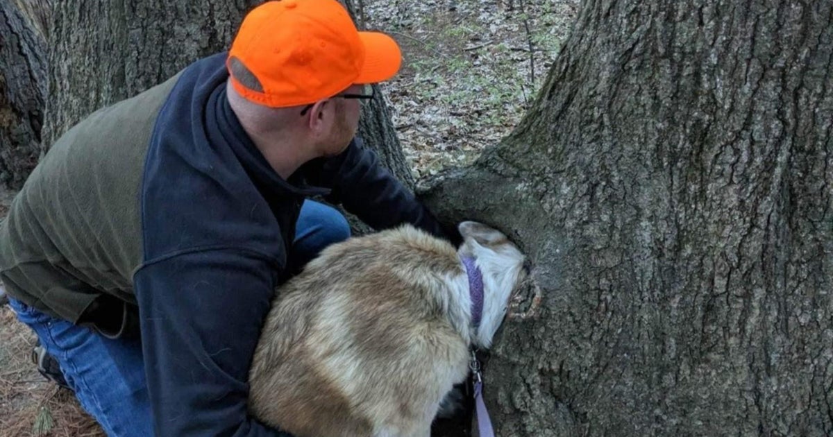Dog rescued after getting head stuck in tree in Milford, New Hampshire ...