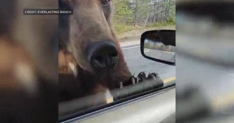 Video: Bear gets up close and personal with driver in Redby - CBS Minnesota