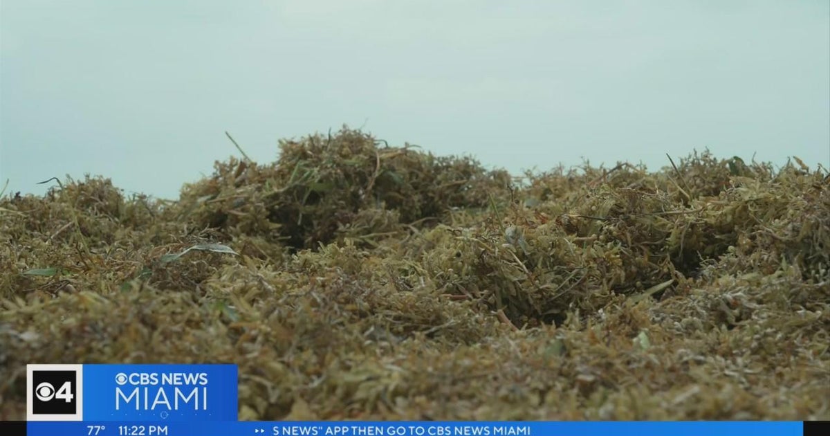 Record-breaking blob of smelly seaweed arriving in Key West - CBS Miami
