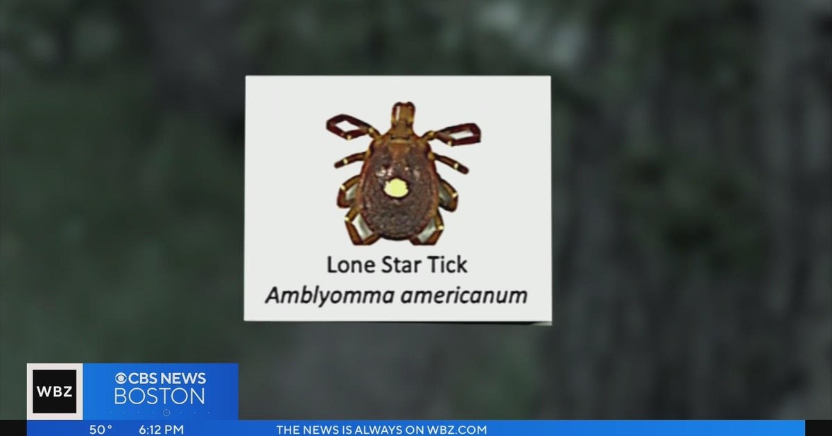 Lone star tick bite could lead to red meat allergy - CBS Boston