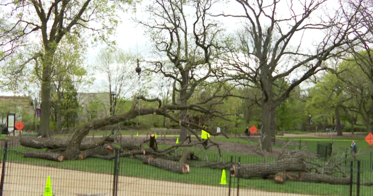 Historic bur oak tree cut down at Lincoln Park Zoo - CBS Chicago