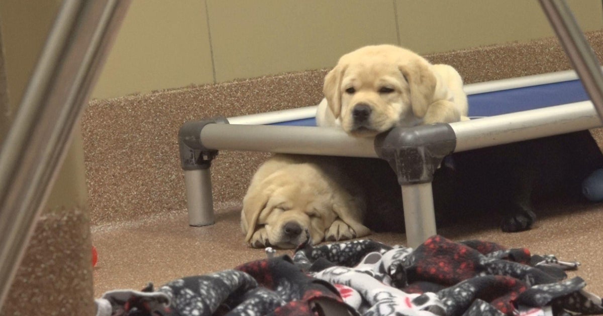 Leader Dogs For the Blind in Rochester Hills looking for puppy raisers ...