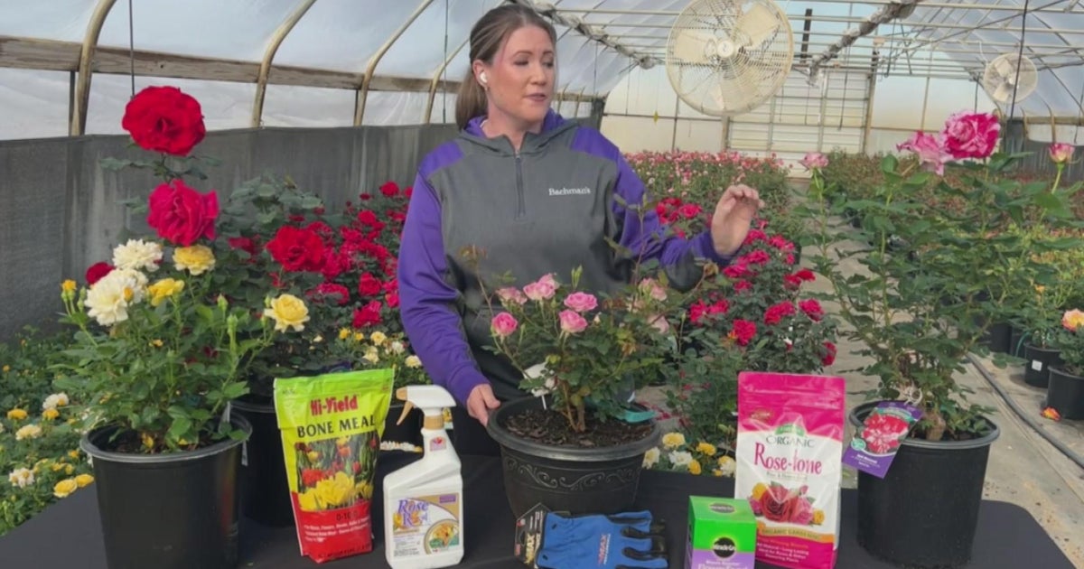 A guide to picking and planting roses - CBS Minnesota