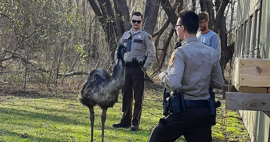 Sheriff: Deputies in Washington County track down emu that went rogue ...