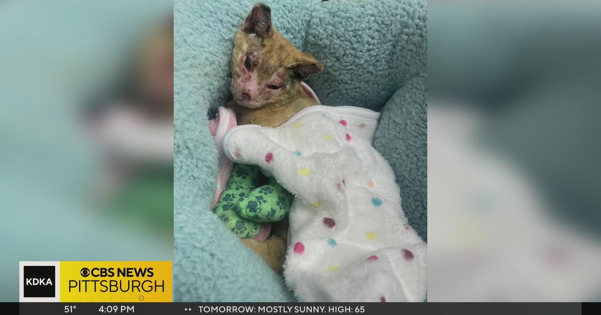 Cat found severely burned recovering - CBS Pittsburgh