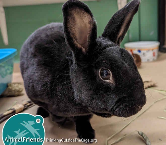 Adoptable pets Rex and Freddy: Furry Tails - CBS Pittsburgh