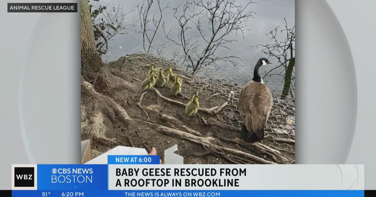 Family of geese saved from Brookline rooftop - CBS Boston