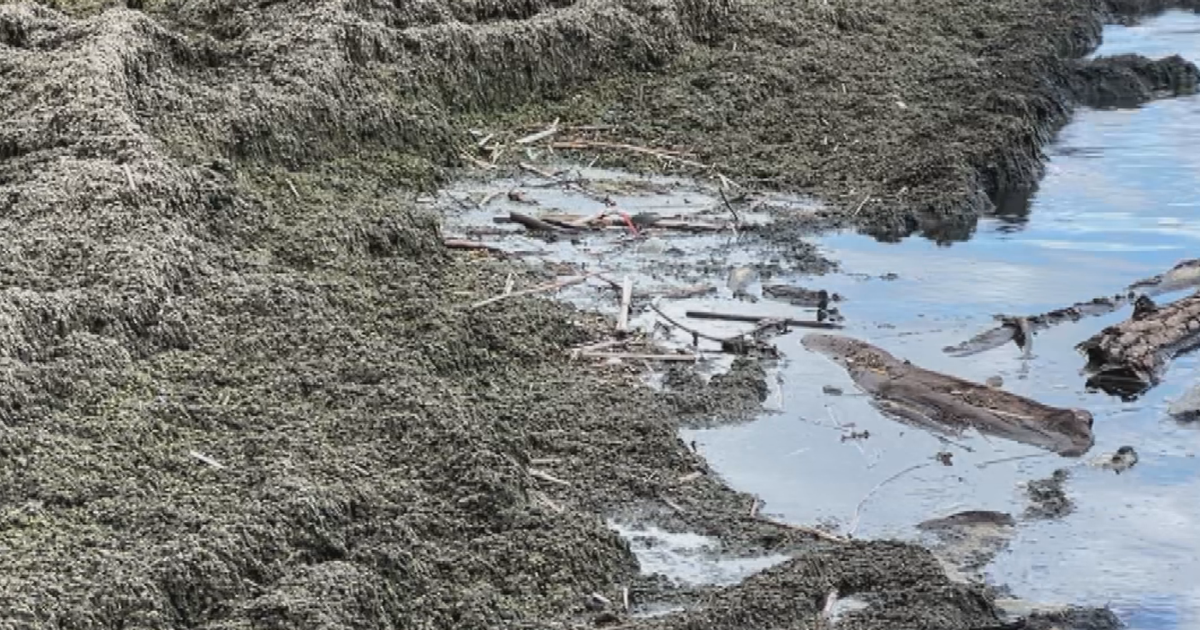 Officials announce testing of mysterious muck on shoreline of Lake St ...