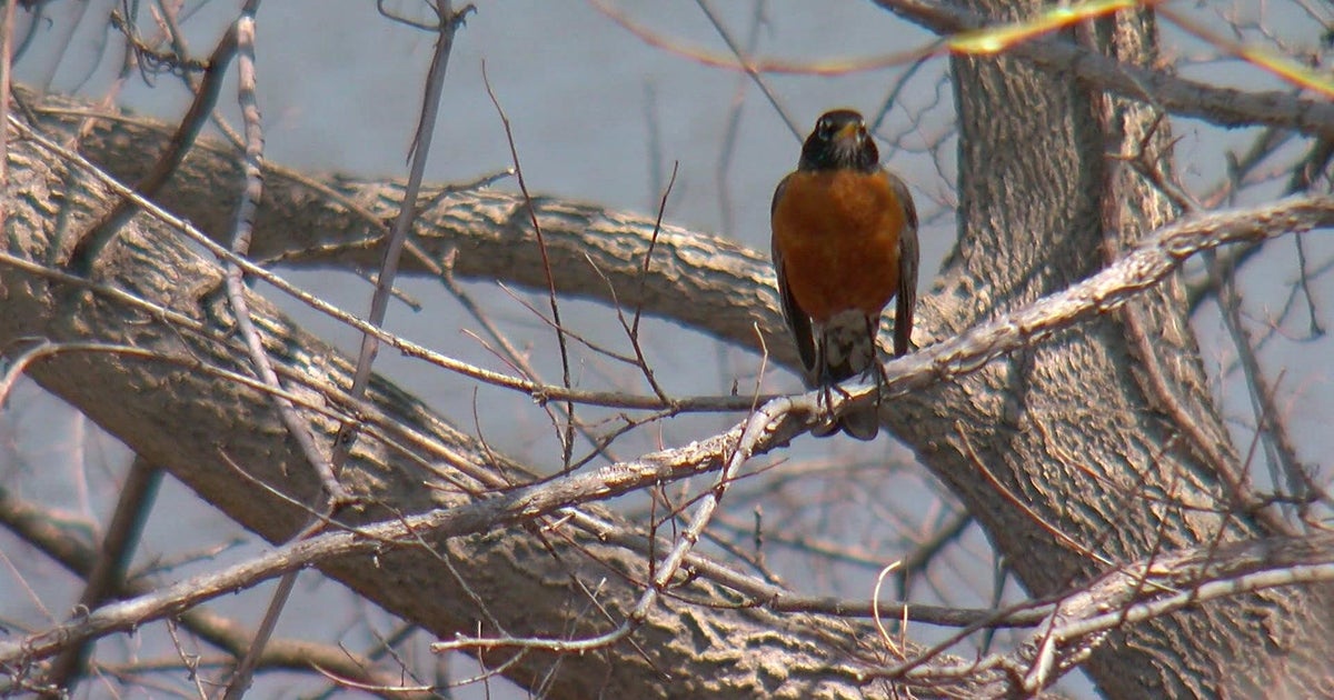 How do city lights impact migratory birds? - CBS Minnesota