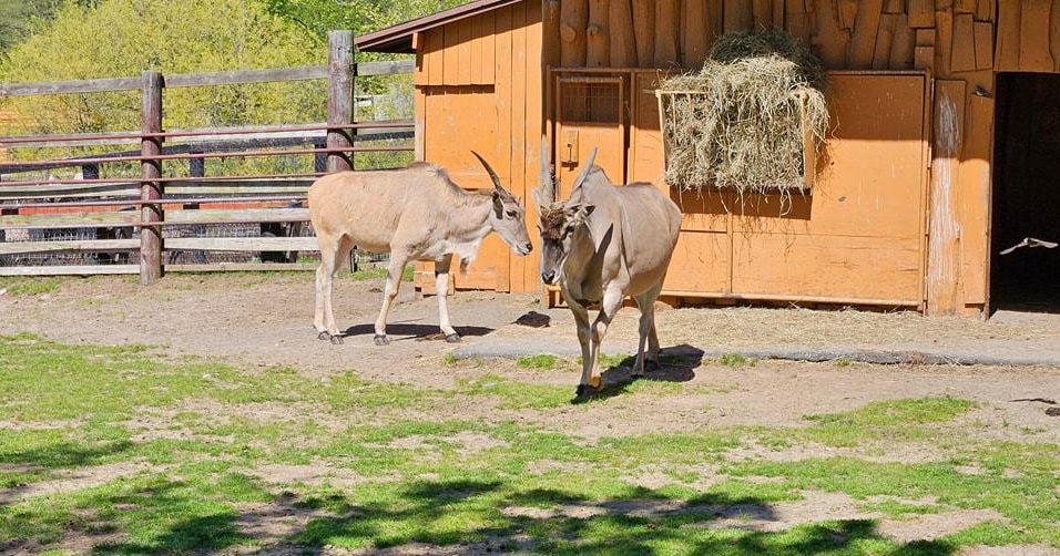Escaped antelope returned to Lupa Zoo in Ludlow - CBS Boston