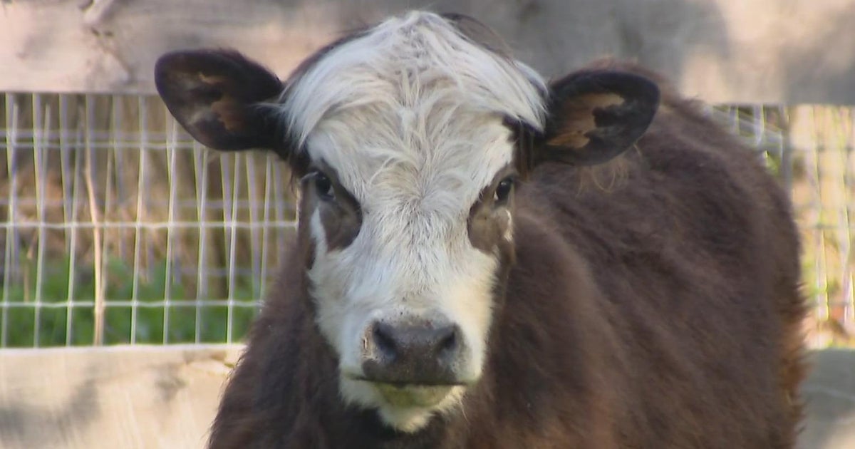 Cow caught running in Niles has a new name: Blossom - CBS Chicago