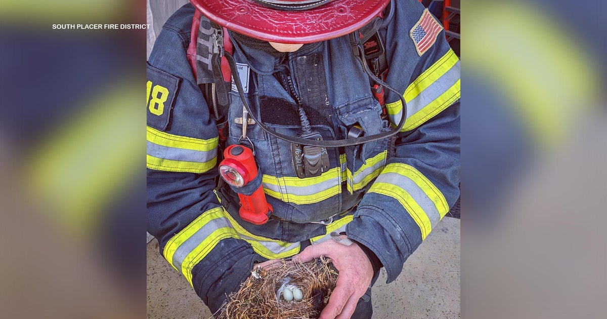 Firefighters rescue eggs after bird's nest catches fire at Loomis home ...