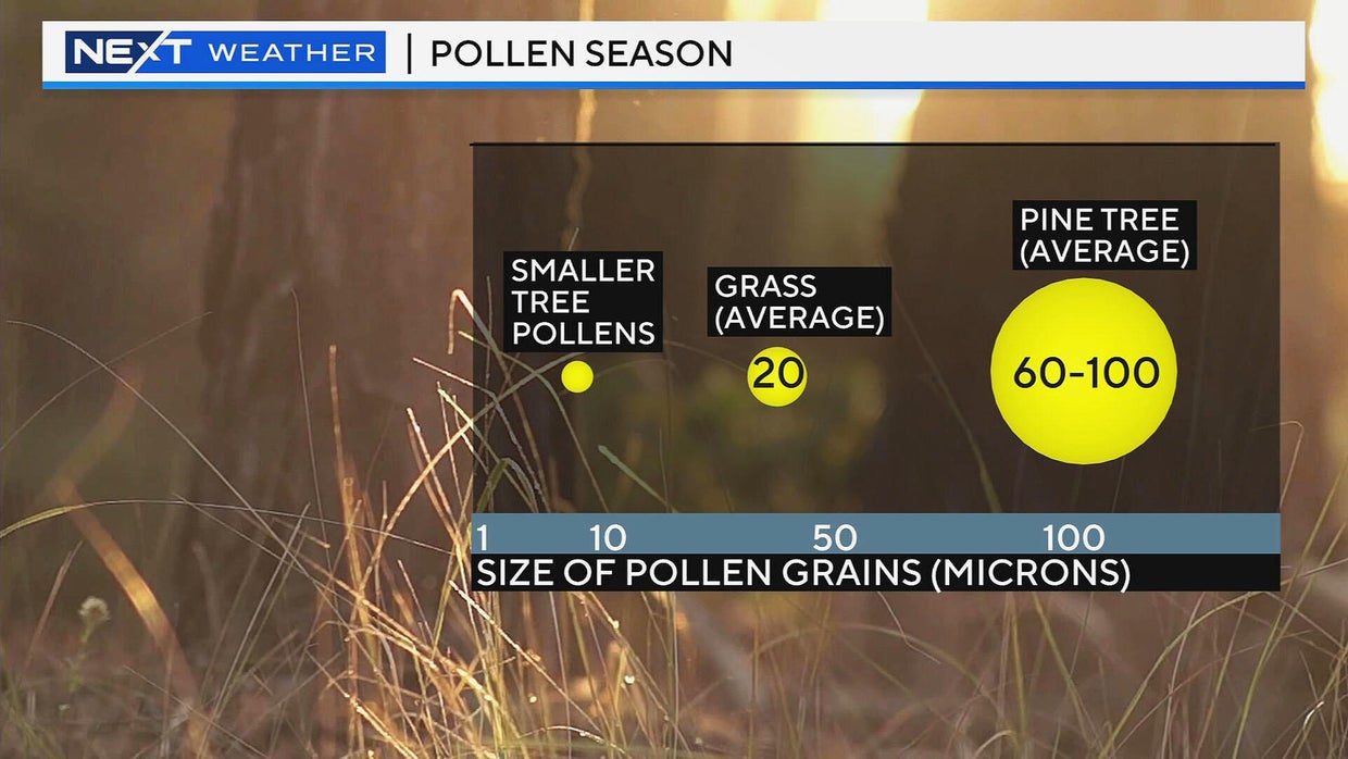 Pollen is back, but why does it seem so bad this year? - CBS Boston