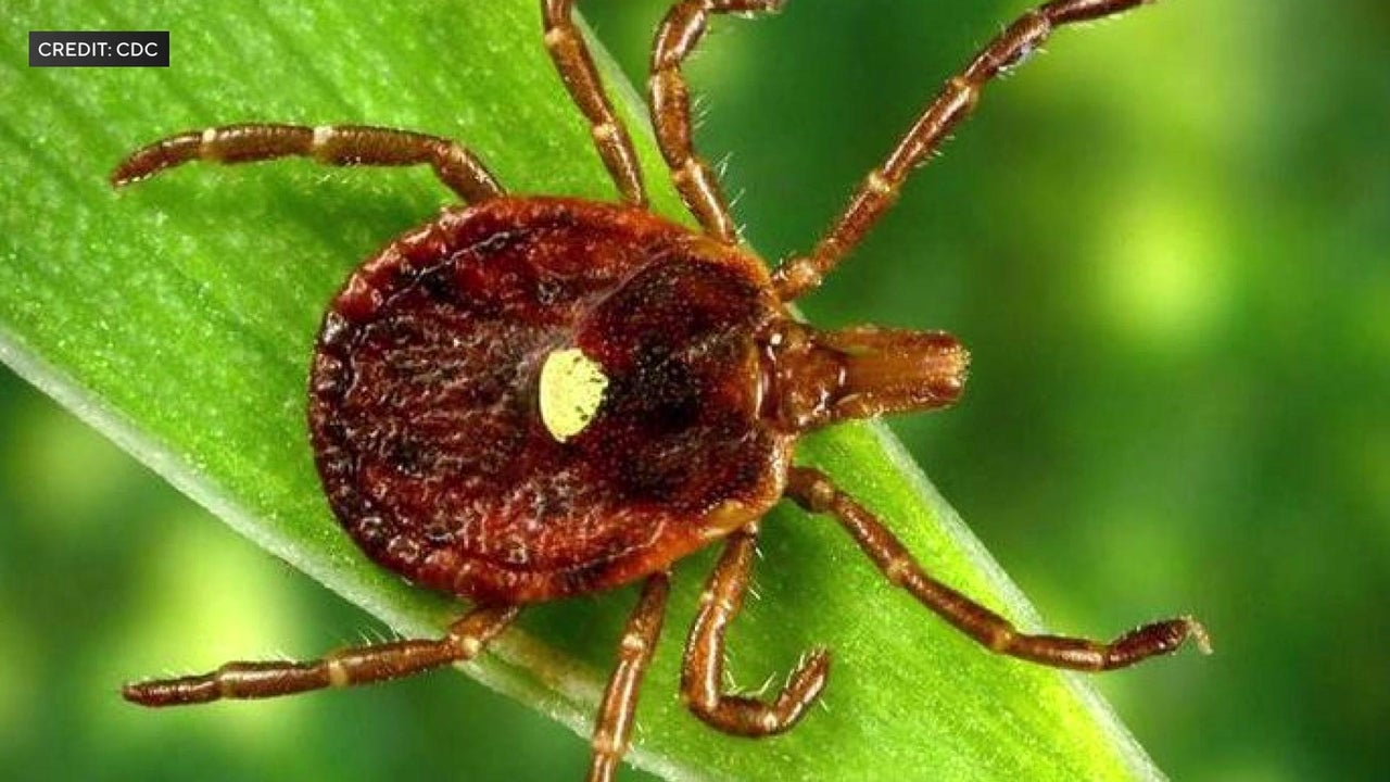 Stories About Tick Bites - CBS Sacramento