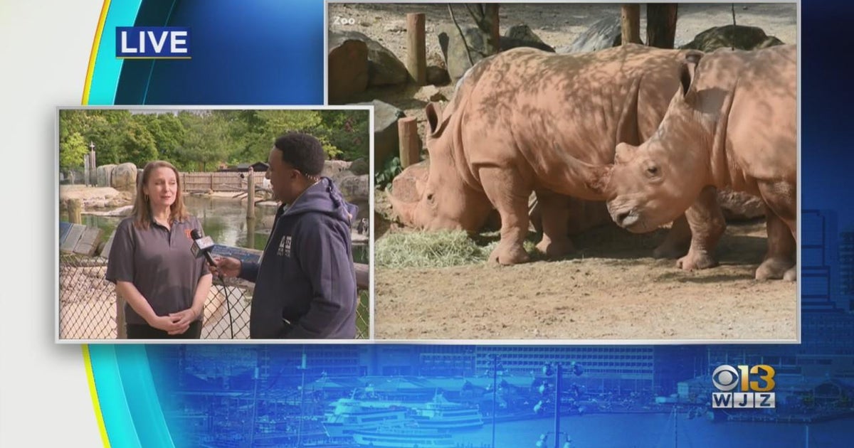 It's School at the Zoo Day! WJZ and the Maryland Zoo team up - CBS ...