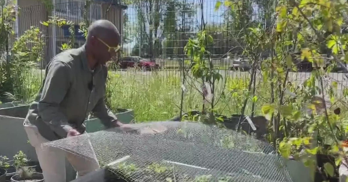Alameda man fights climate change with ambitious tree planting ...