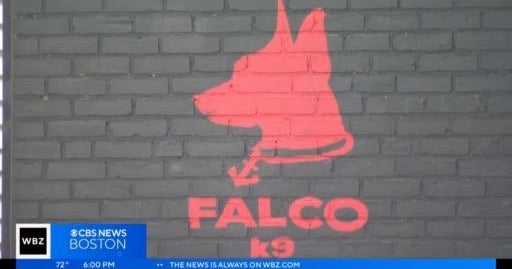 Burlington firefighter, dog trainer Tyler Falconer facing animal ...