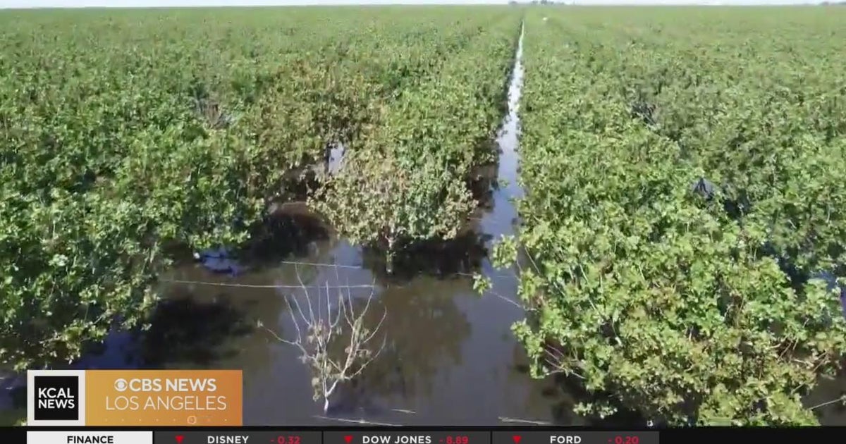 Central CA crop damage from flooding is extensive - CBS Los Angeles