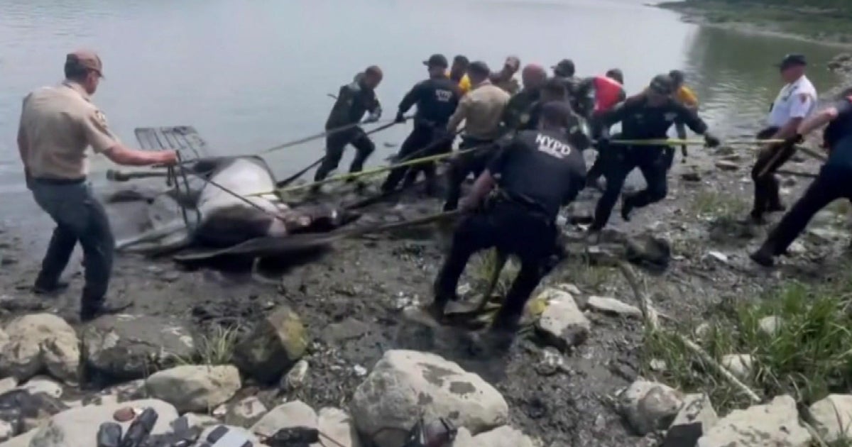 See it: NYPD rescues horse stuck in muddy water at Orchard Beach in the ...