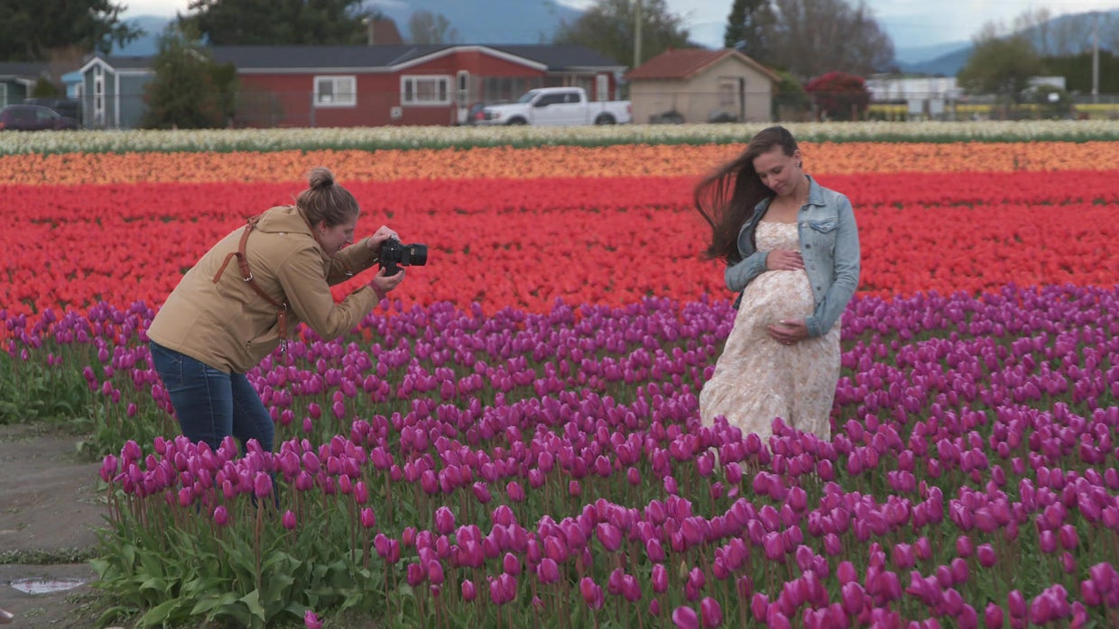 Tiptoeing through the tulips - CBS News