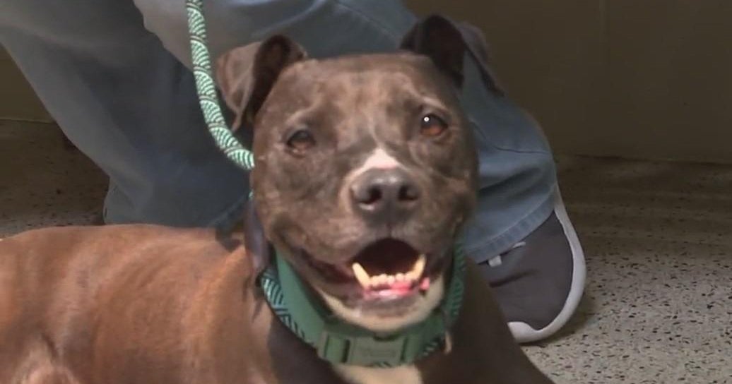 Tips to get your dog's attention when calling their name - CBS Philadelphia