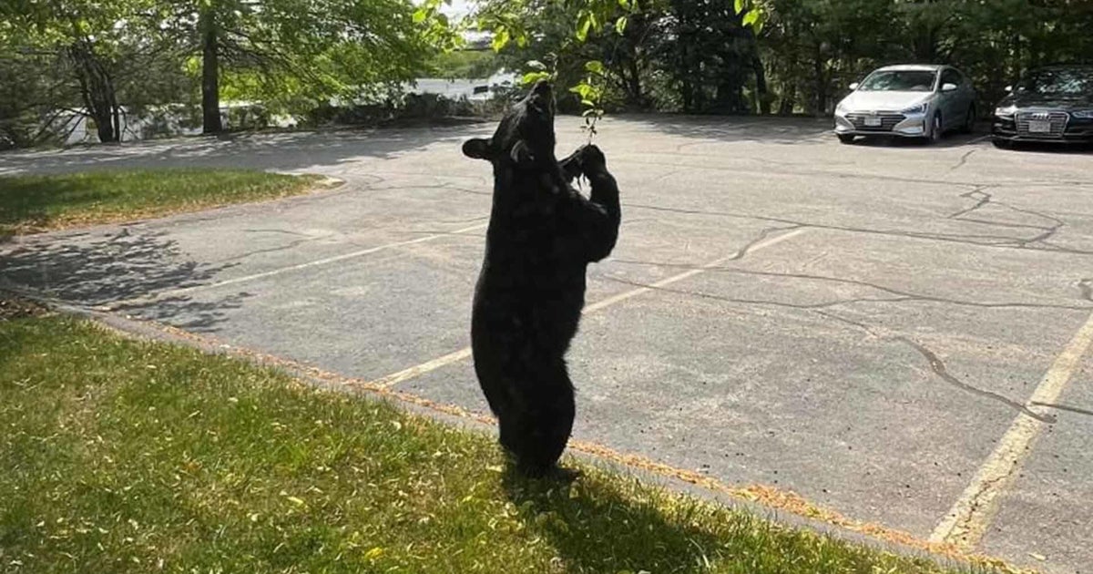 Bear cub spotted walking around Franklin - CBS Boston